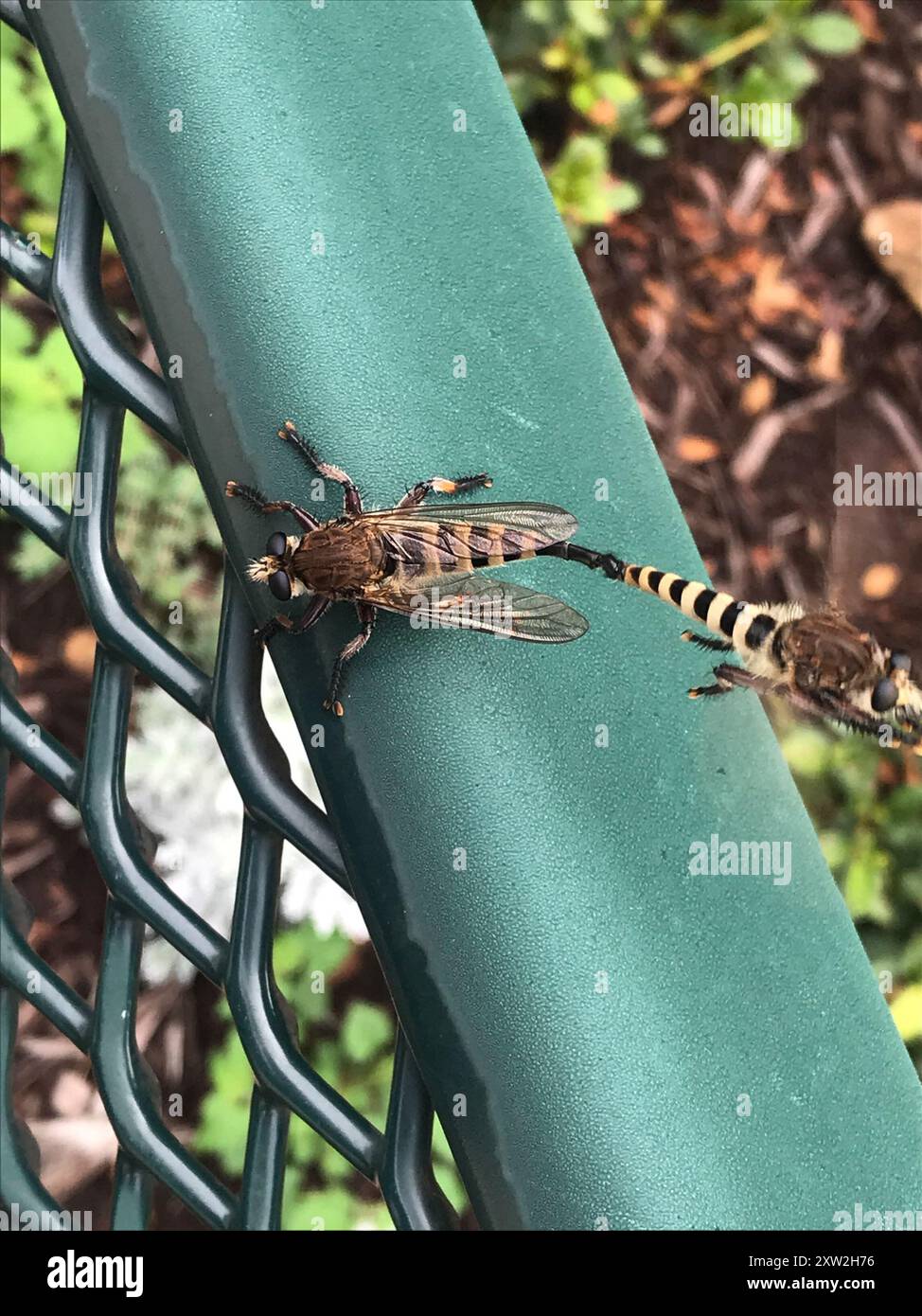 Maroon-legged Lion Fly (Promachus hinei) Insecta Stock Photo - Alamy