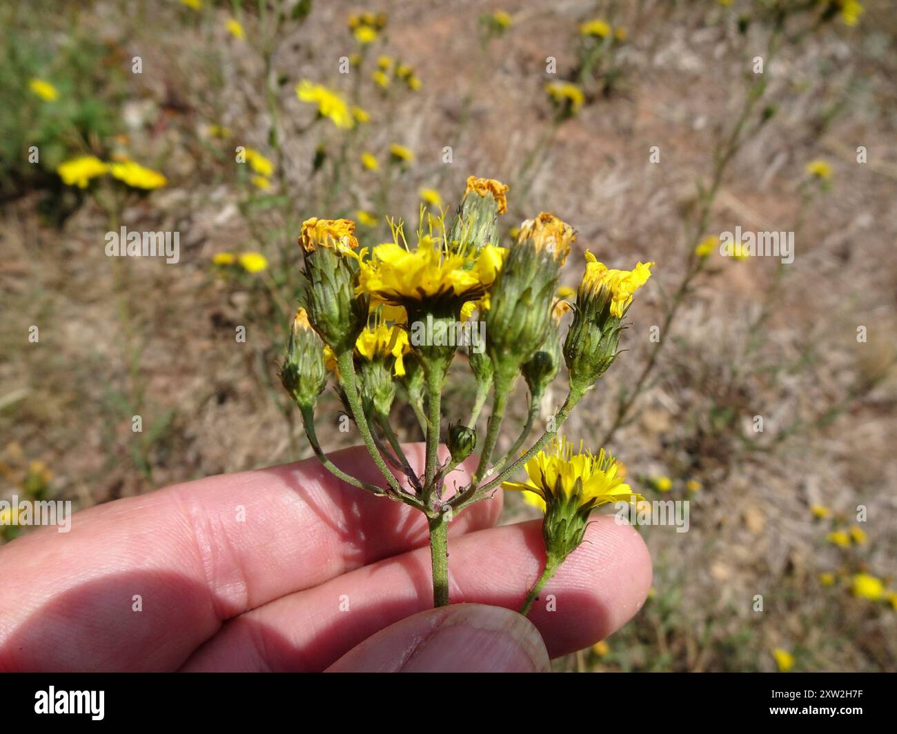 hawkweeds (Hieracium) Plantae Stock Photo - Alamy