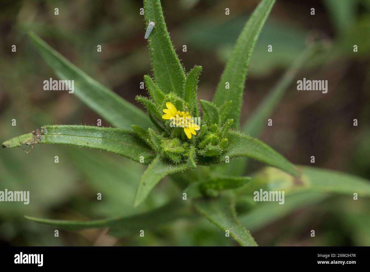 mountain tarweed (Madia glomerata) Plantae Stock Photo - Alamy