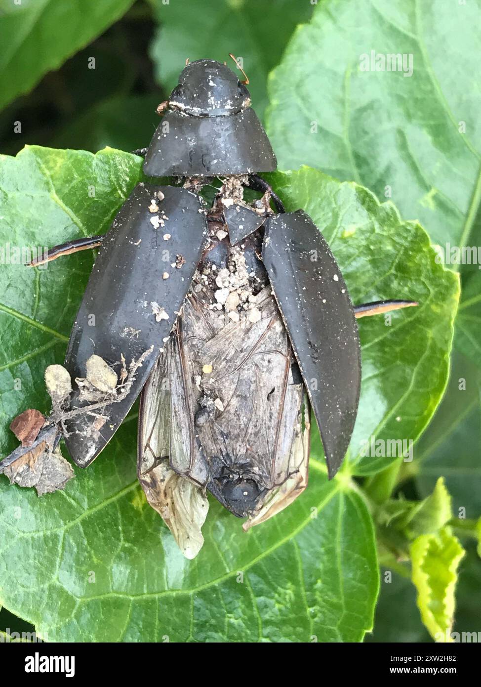 Giant Water Scavenger Beetle (Hydrophilus triangularis) Insecta Stock ...
