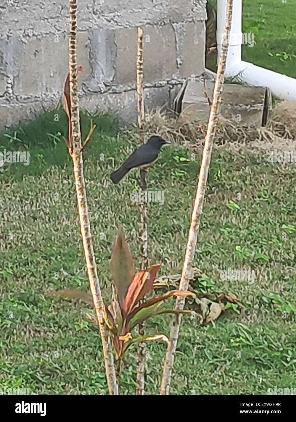 Vanikoro flycatcher hi-res stock photography and images - Alamy