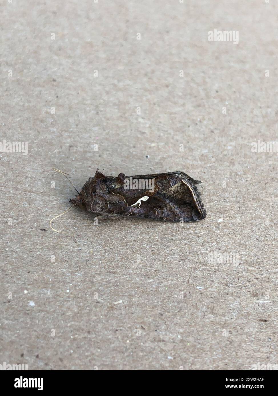 Common Looper Moth (Autographa precationis) Insecta Stock Photo - Alamy