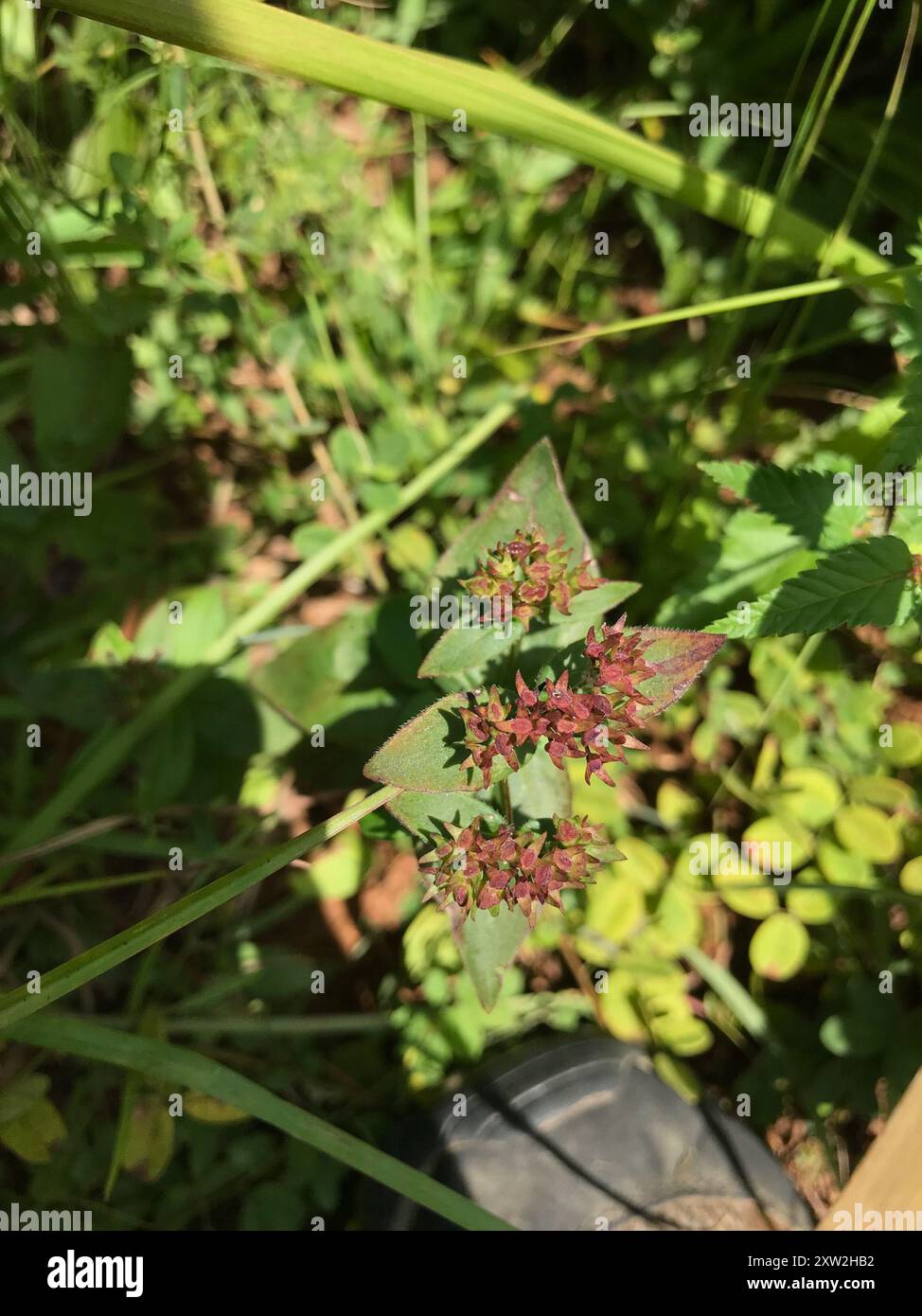summer bluet (Houstonia purpurea) Plantae Stock Photo - Alamy