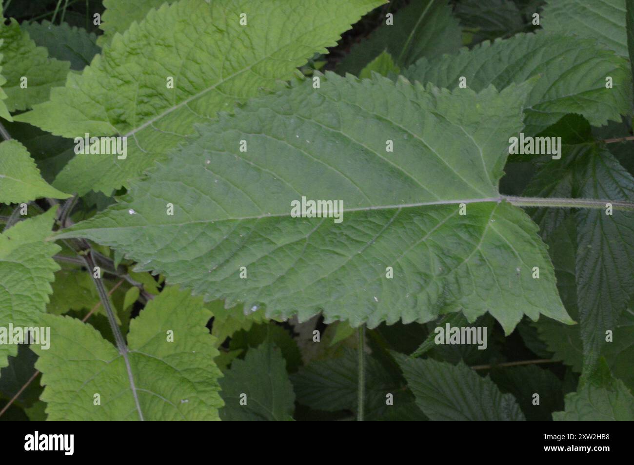 Sticky Sage (Salvia glutinosa) Plantae Stock Photo - Alamy