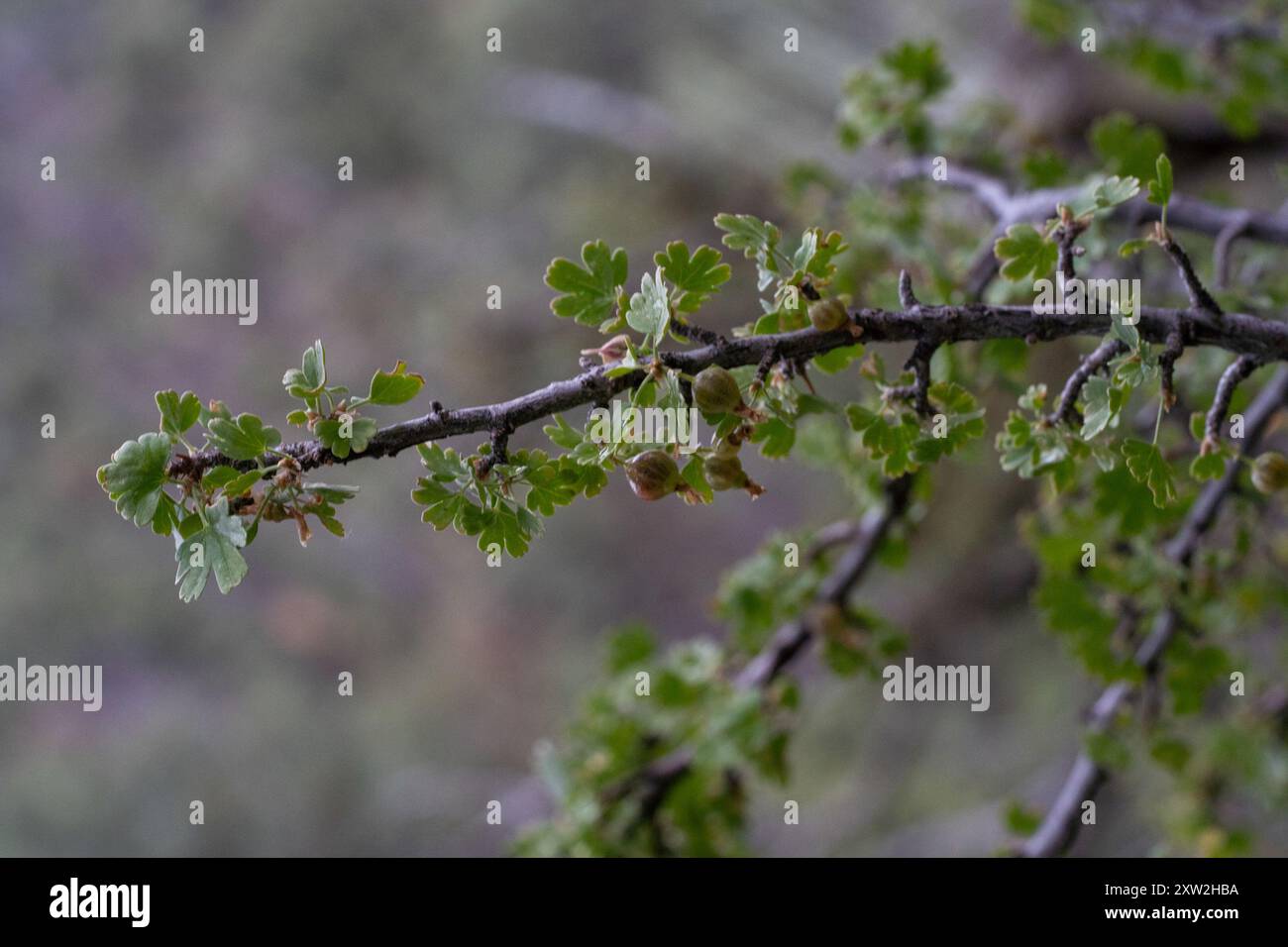 desert gooseberry (Ribes velutinum) Plantae Stock Photo - Alamy