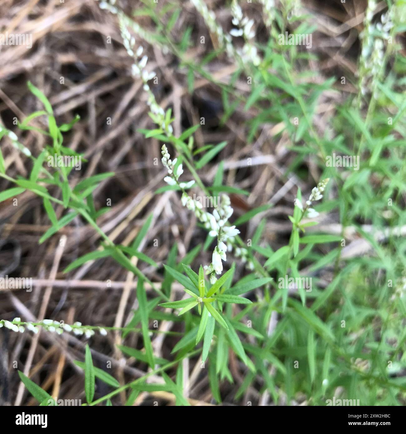 milkwort (Polygala paniculata) Plantae Stock Photo - Alamy
