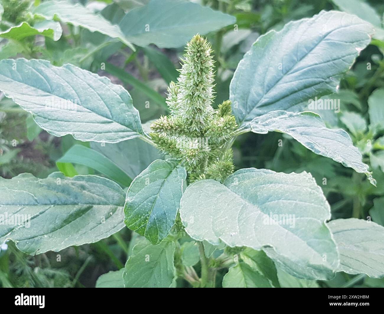 Redroot Amaranth (Amaranthus retroflexus) Plantae Stock Photo - Alamy
