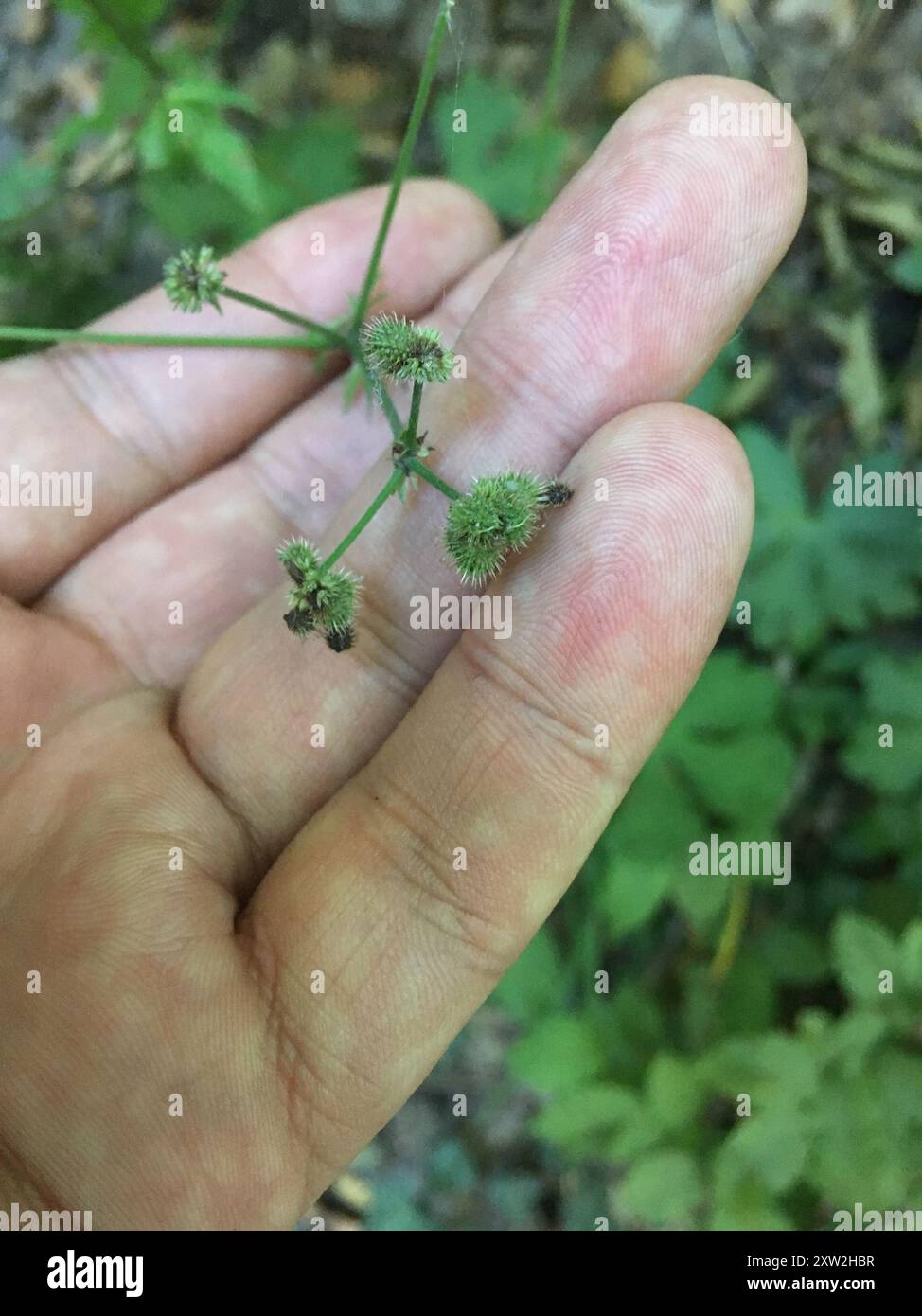 wood sanicle (Sanicula europaea) Plantae Stock Photo - Alamy