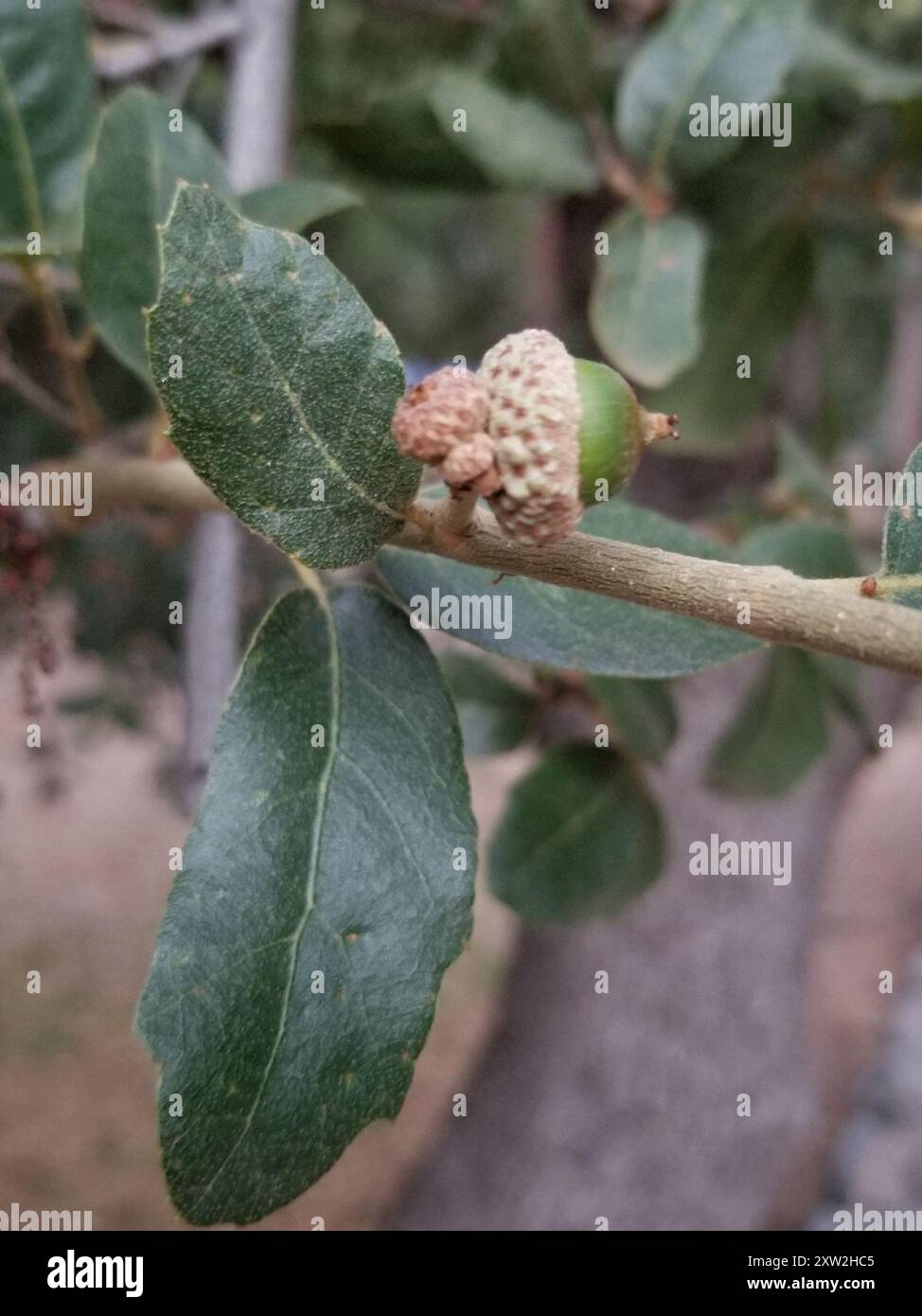 gray oak (Quercus grisea) Plantae Stock Photo - Alamy