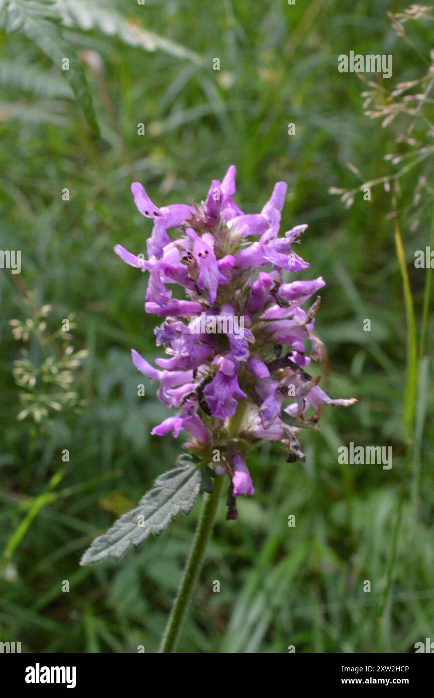 common hedge-nettle (Betonica officinalis) Plantae Stock Photo - Alamy