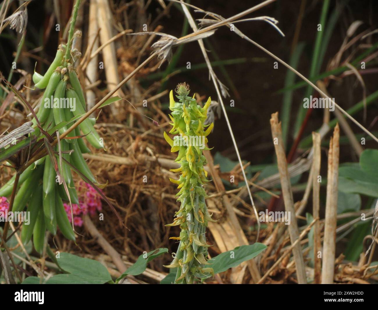 Streaked Rattlepod (Crotalaria pallida) Plantae Stock Photo - Alamy