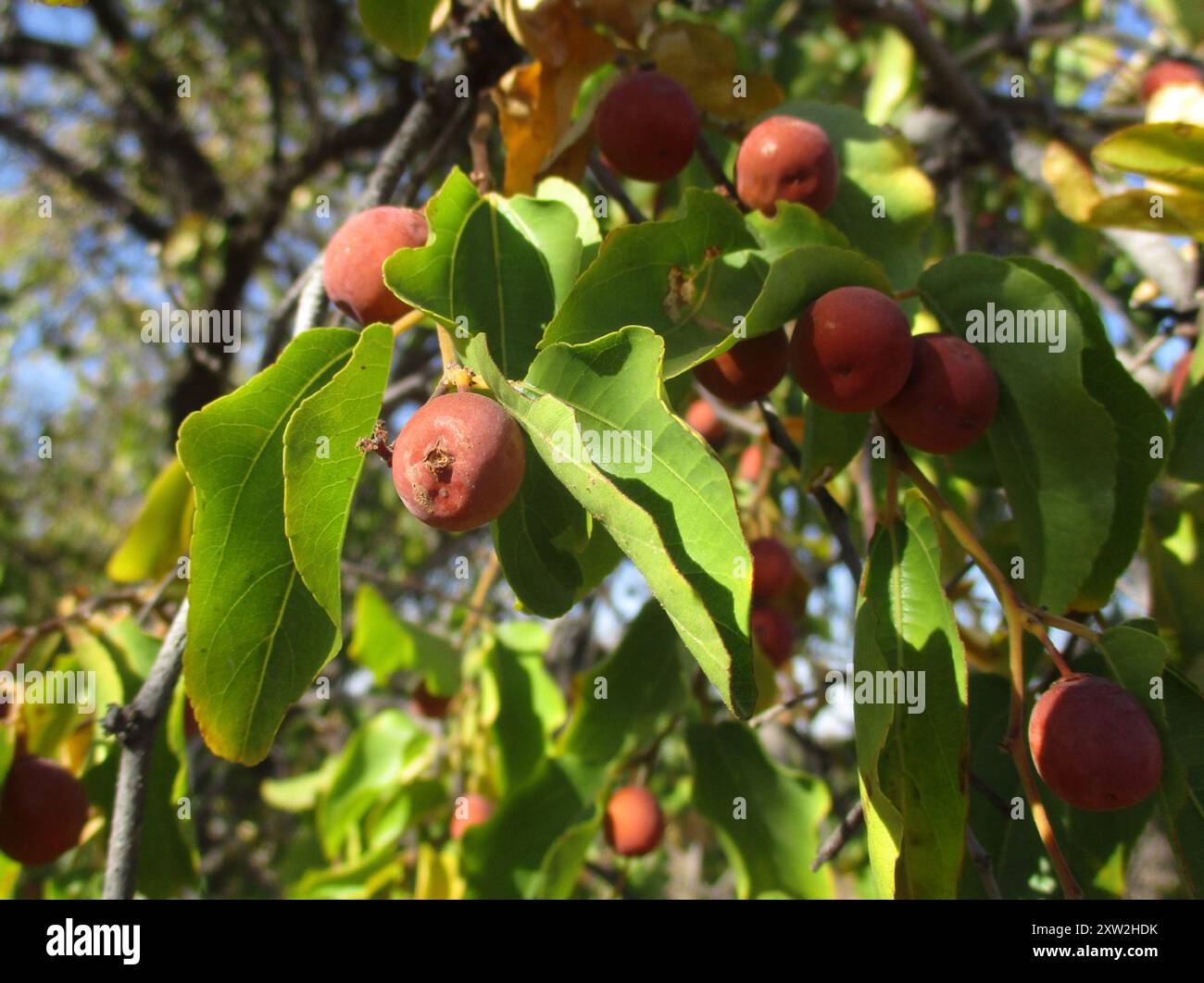 buffalo-thorn (Ziziphus mucronata) Plantae Stock Photo - Alamy