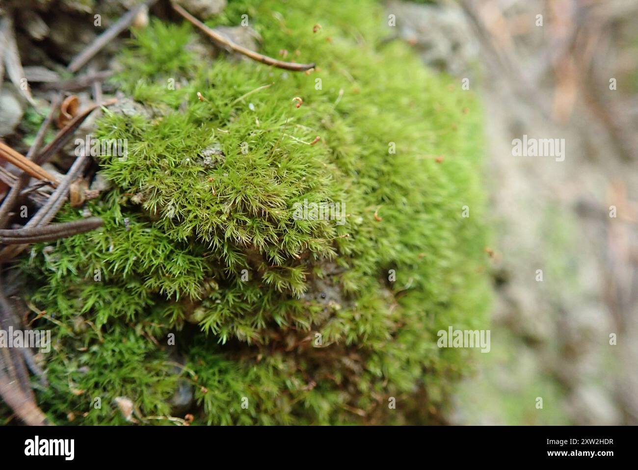 Silky Forklet-moss (Dicranella heteromalla) Plantae Stock Photo - Alamy