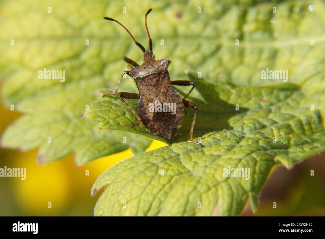 Dock Bug (Coreus marginatus) Insecta Stock Photo - Alamy
