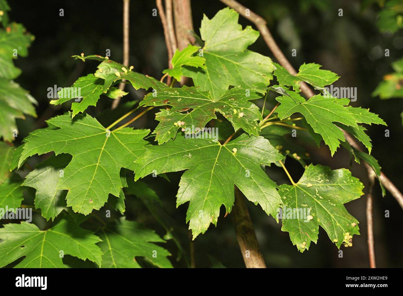 silver maple (Acer saccharinum) Plantae Stock Photo - Alamy