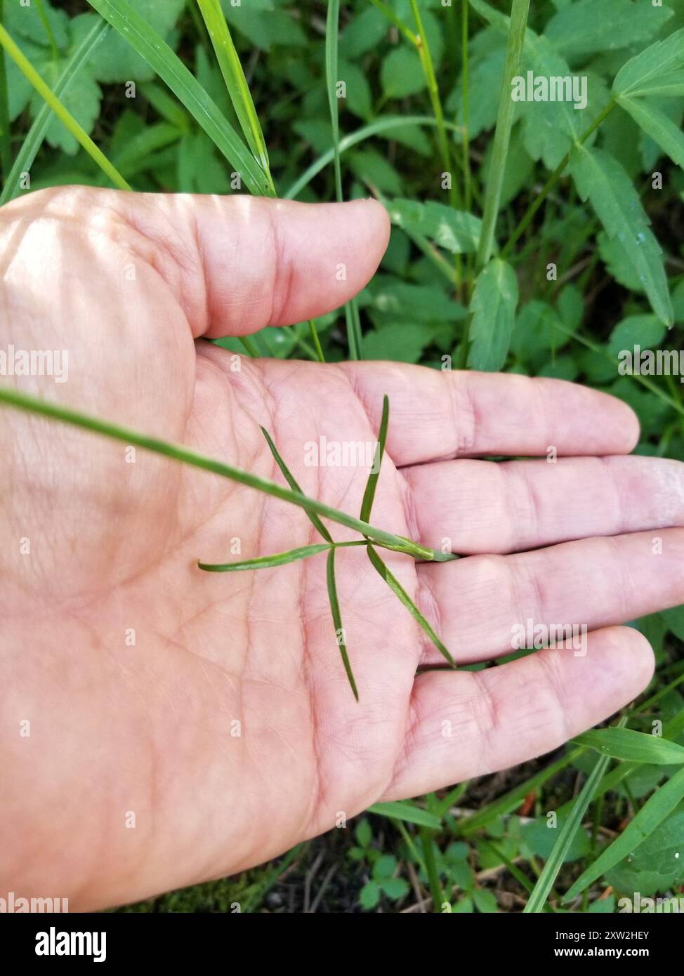 yampahs (Perideridia) Plantae Stock Photo - Alamy