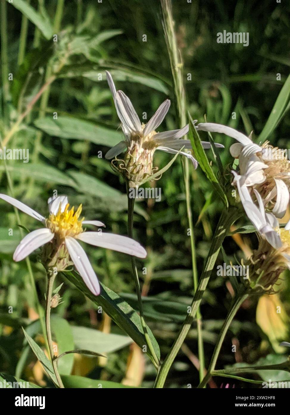 asters and allies (Astereae) Plantae Stock Photo - Alamy