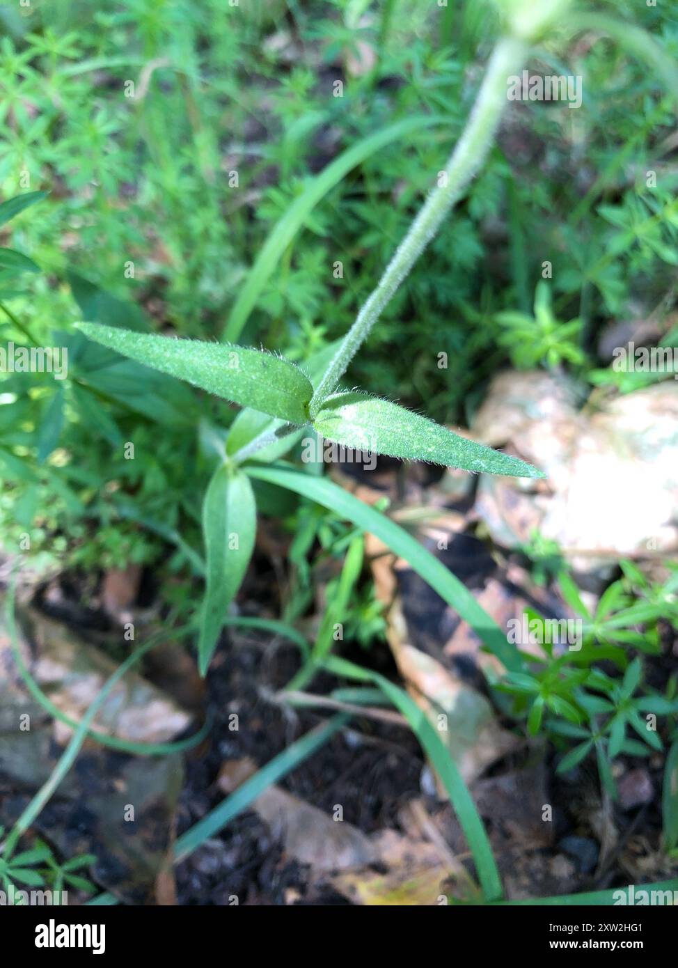 evening lychnis (Silene latifolia alba) Plantae Stock Photo - Alamy