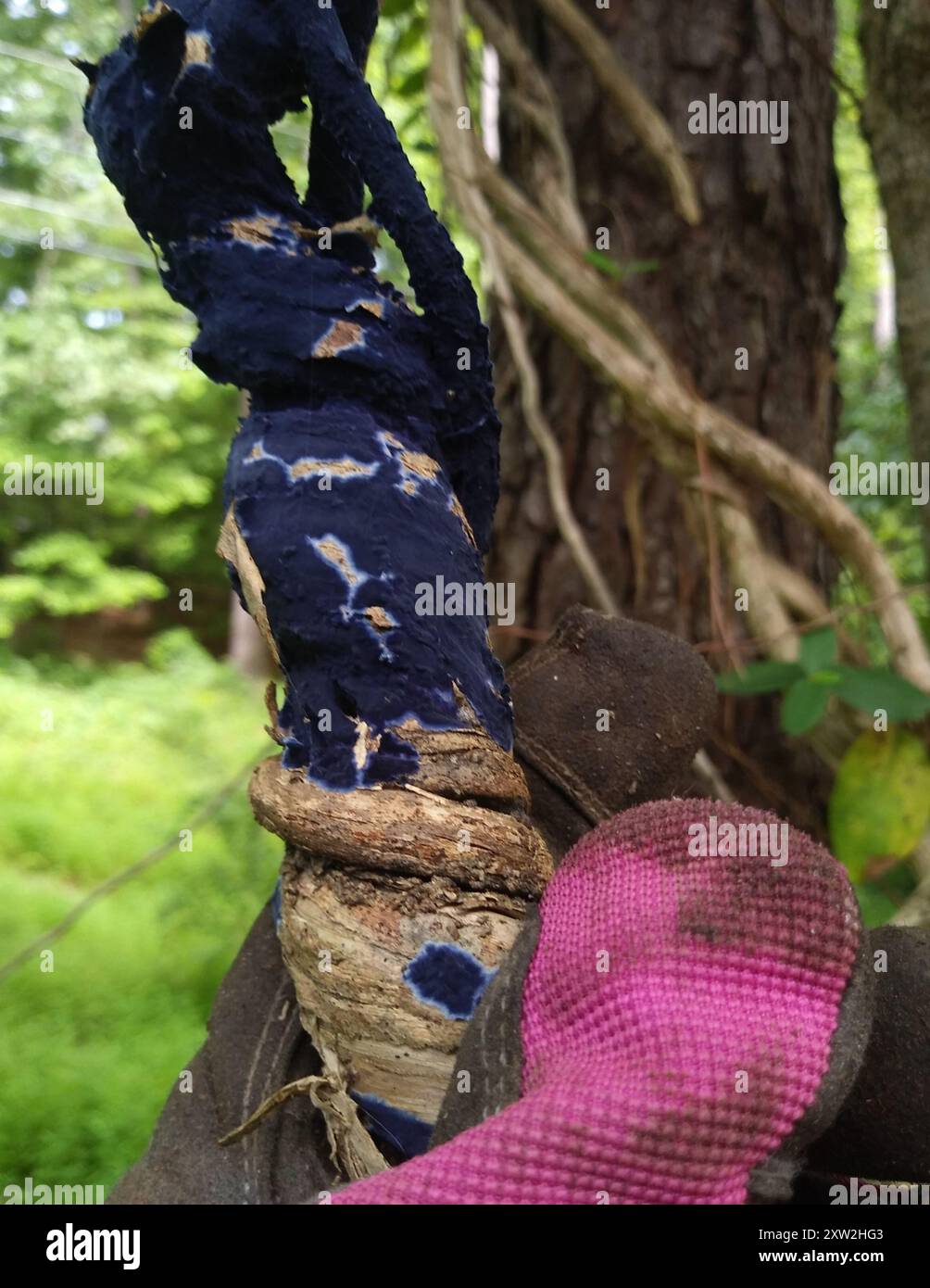 Cobalt Crust (Terana coerulea) Fungi Stock Photo - Alamy