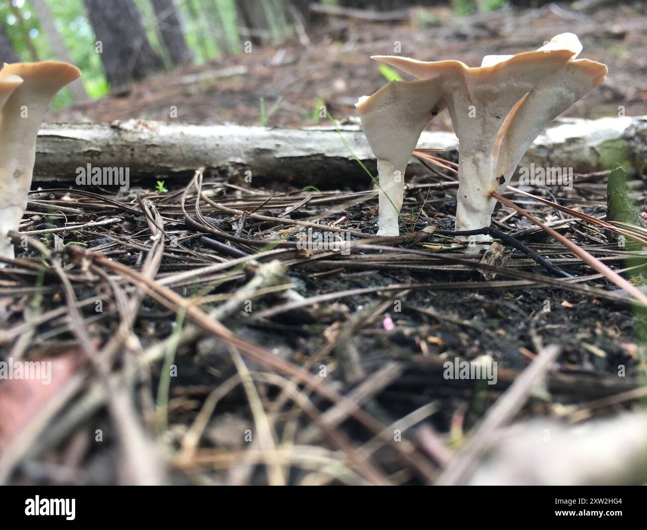 shelf fungi (Polyporales) Fungi Stock Photo - Alamy
