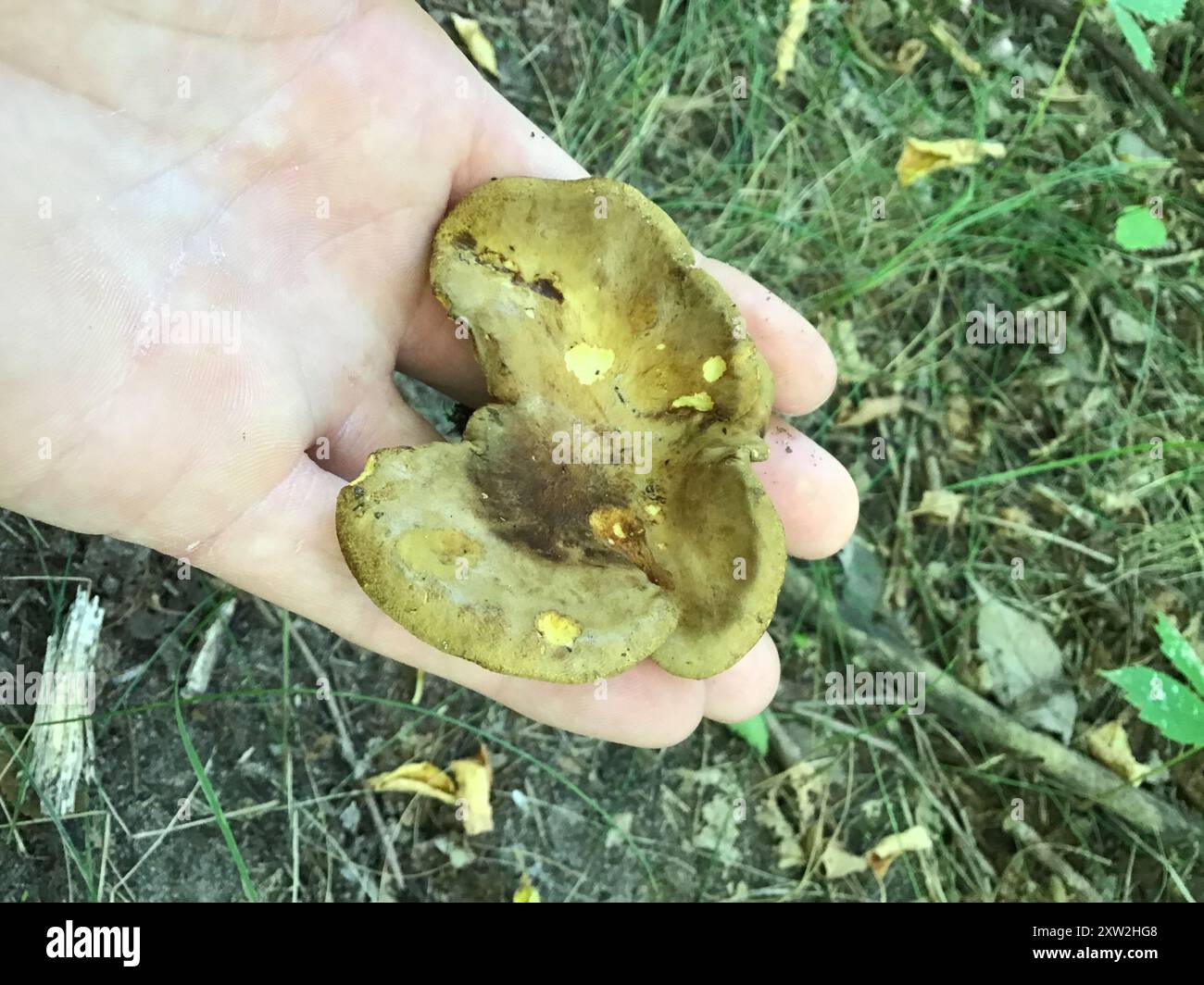 ash-tree bolete (Boletinellus merulioides) Fungi Stock Photo - Alamy