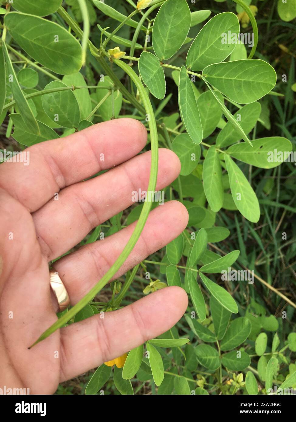 American Sicklepod (Senna obtusifolia) Plantae Stock Photo - Alamy