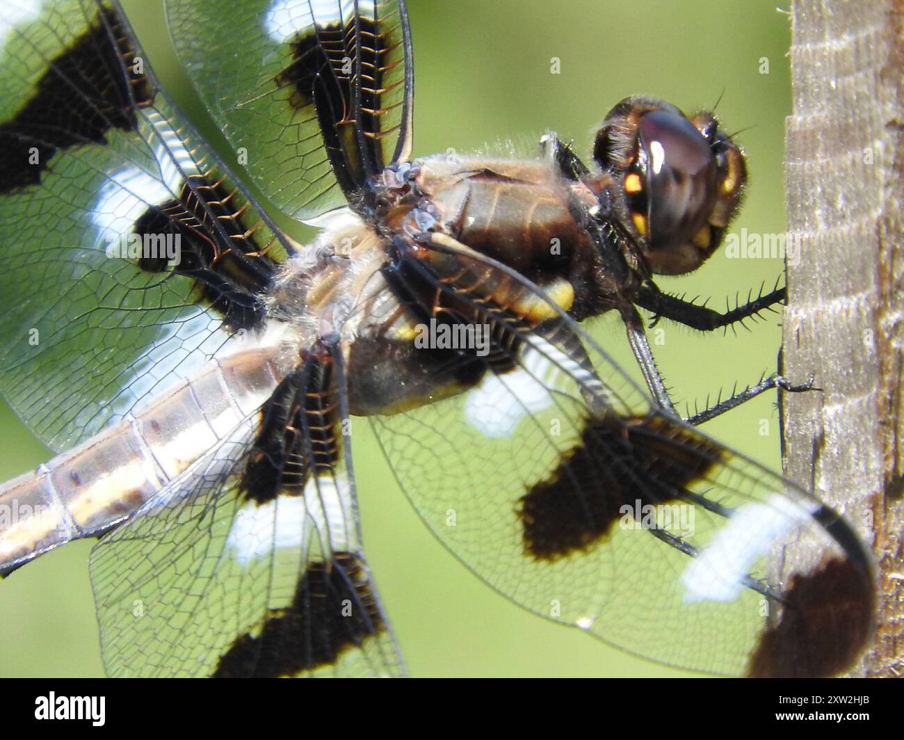 Twelve-spotted Skimmer (Libellula pulchella) Insecta Stock Photo - Alamy