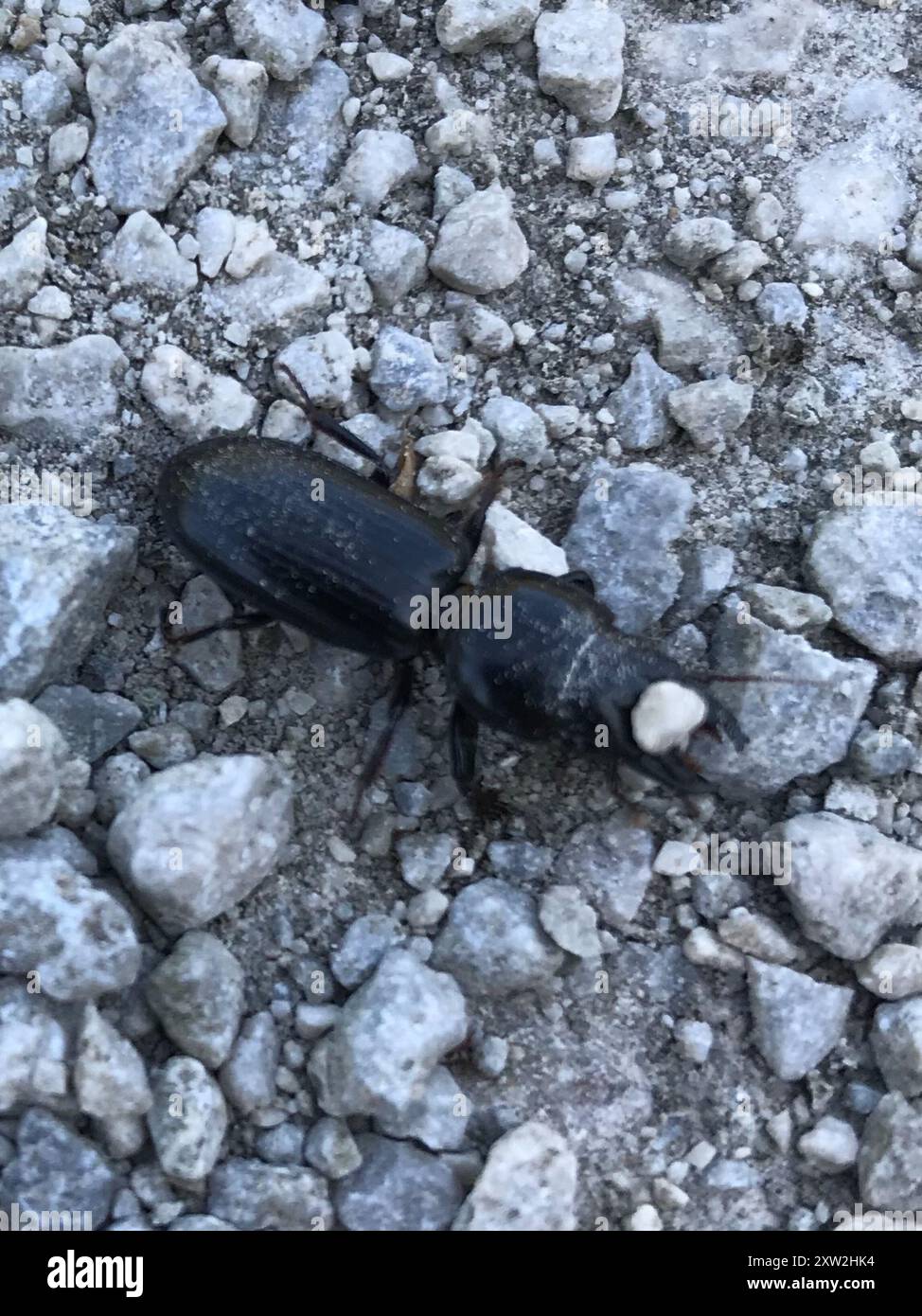 Big-headed Ground Beetle (Scarites subterraneus) Insecta Stock Photo ...