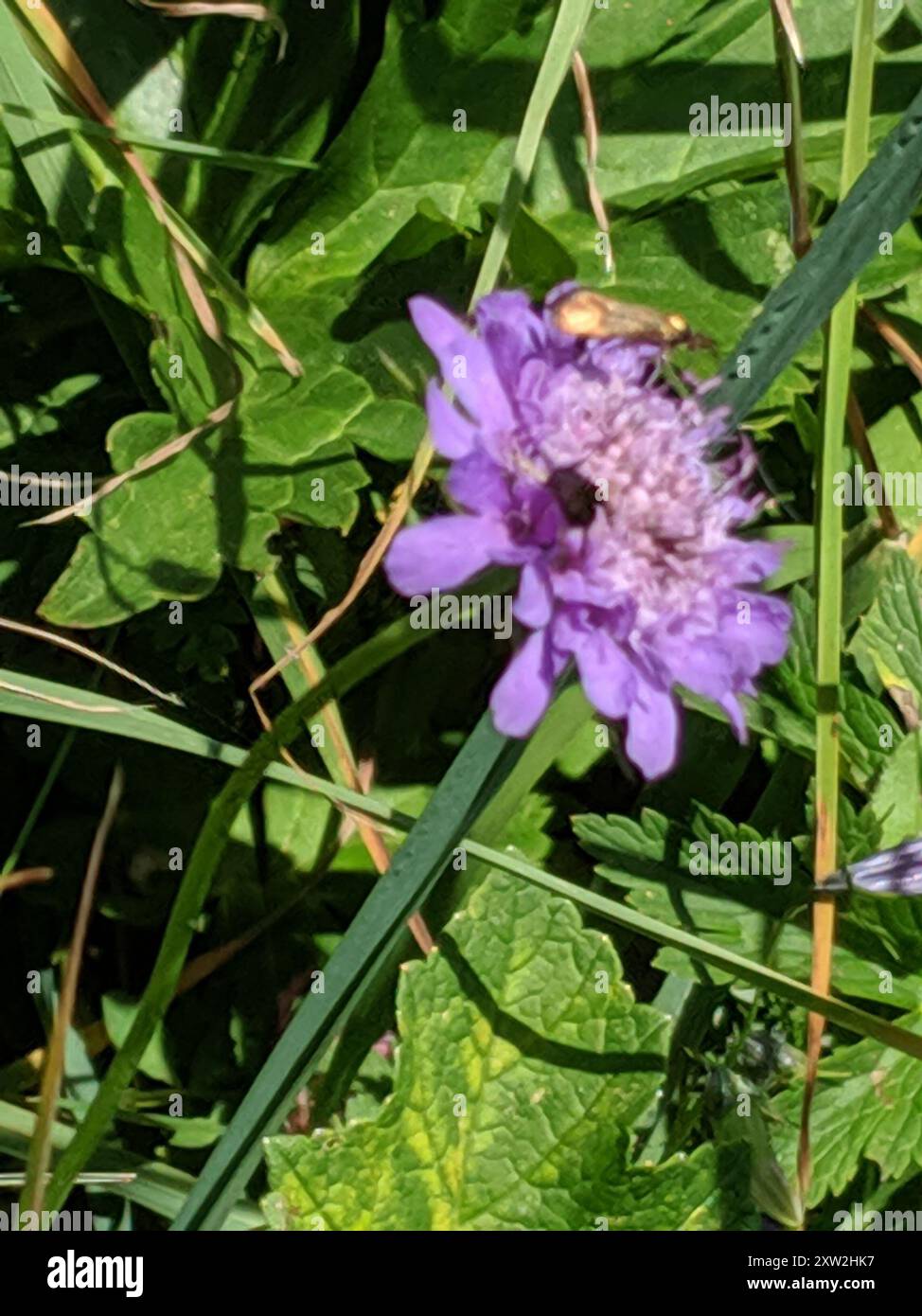 Brassy Longhorn (Nemophora metallica) Insecta Stock Photo - Alamy