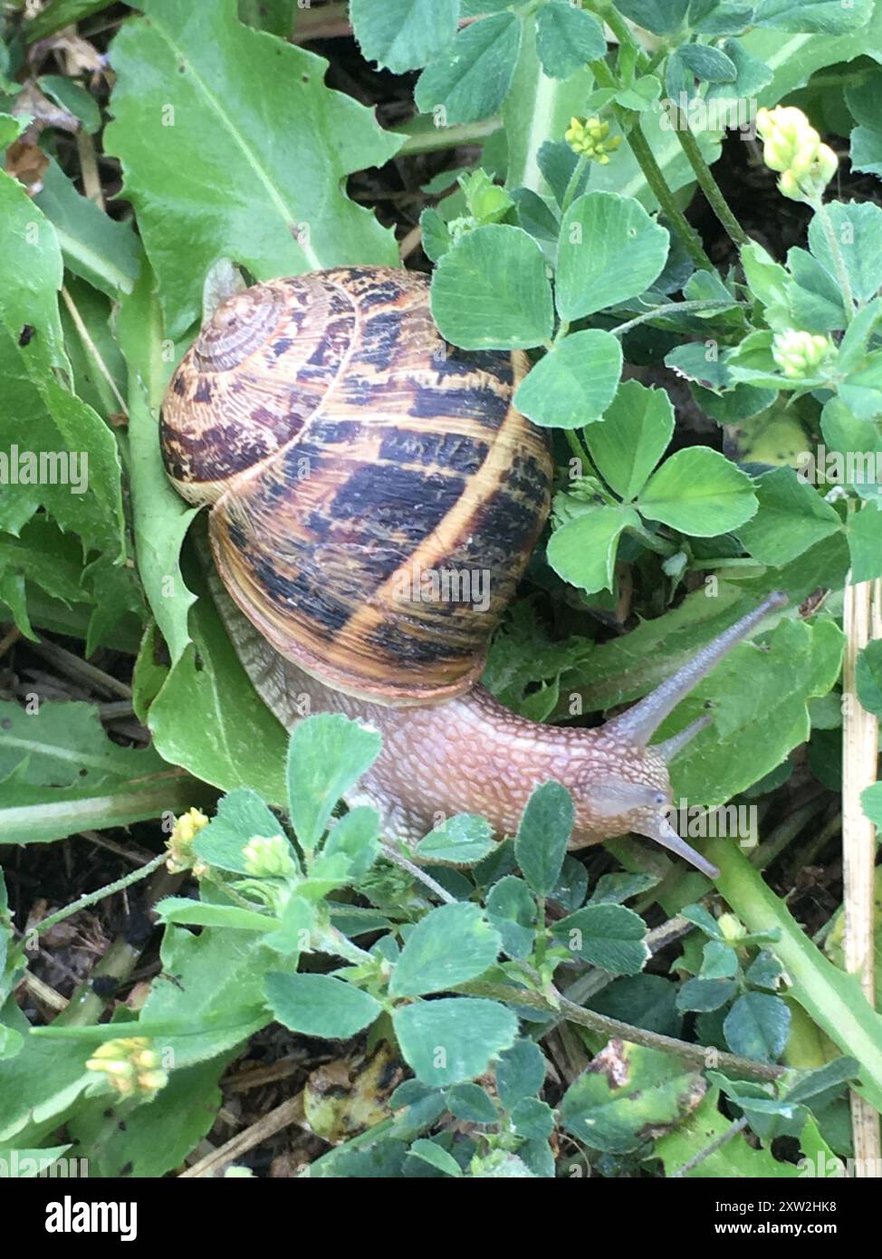 Garden Snail (Cornu aspersum) Mollusca Stock Photo - Alamy