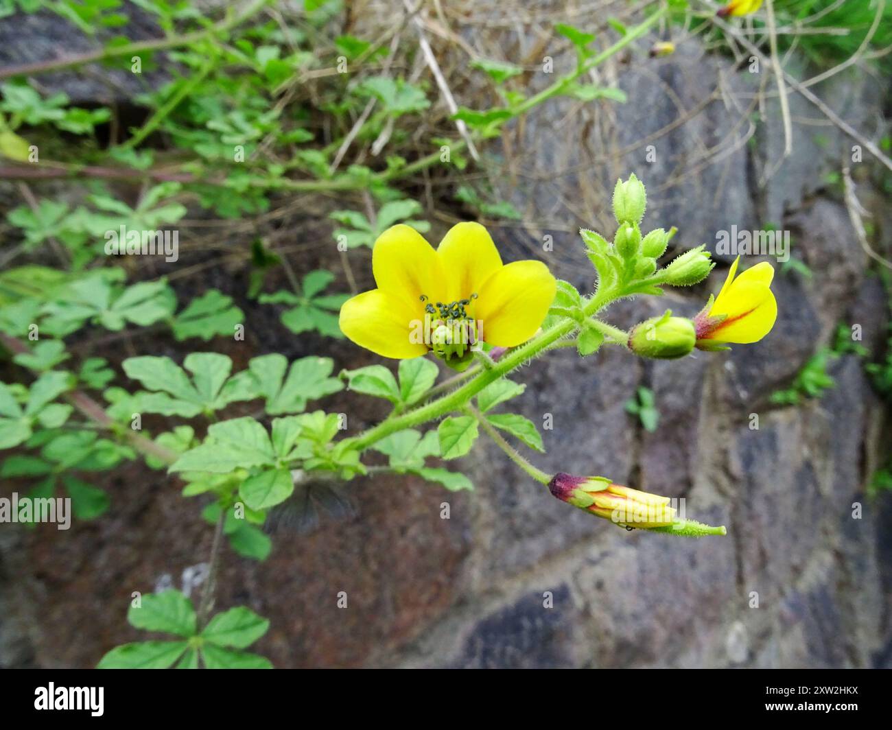 Asian spiderflower (Cleome viscosa) Plantae Stock Photo - Alamy
