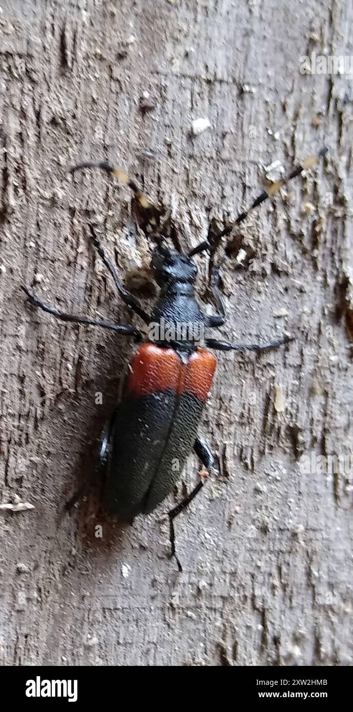 Red-shouldered Pine Borer (Stictoleptura canadensis) Insecta Stock ...