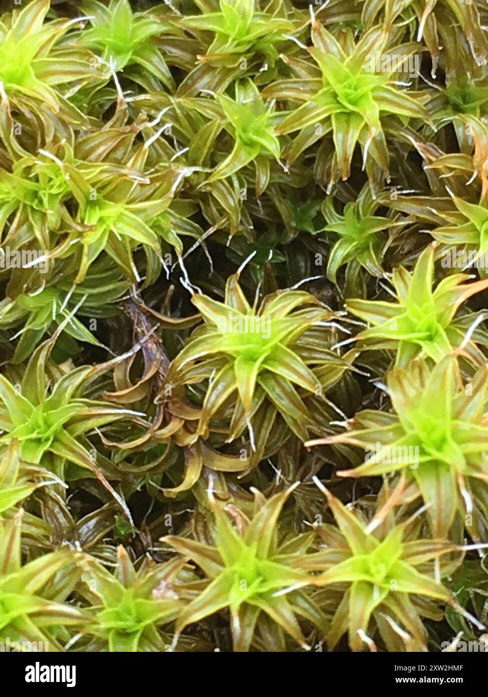Star Moss (Syntrichia ruralis) Plantae Stock Photo - Alamy