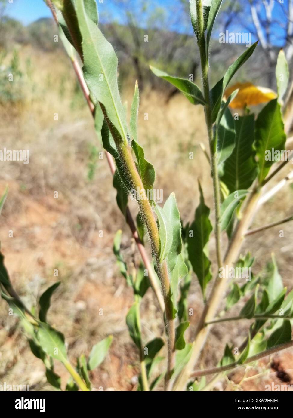 velvetweed (Oenothera curtiflora) Plantae Stock Photo - Alamy
