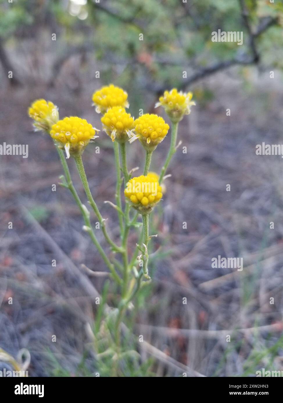 western goldenrod (Euthamia occidentalis) Plantae Stock Photo - Alamy