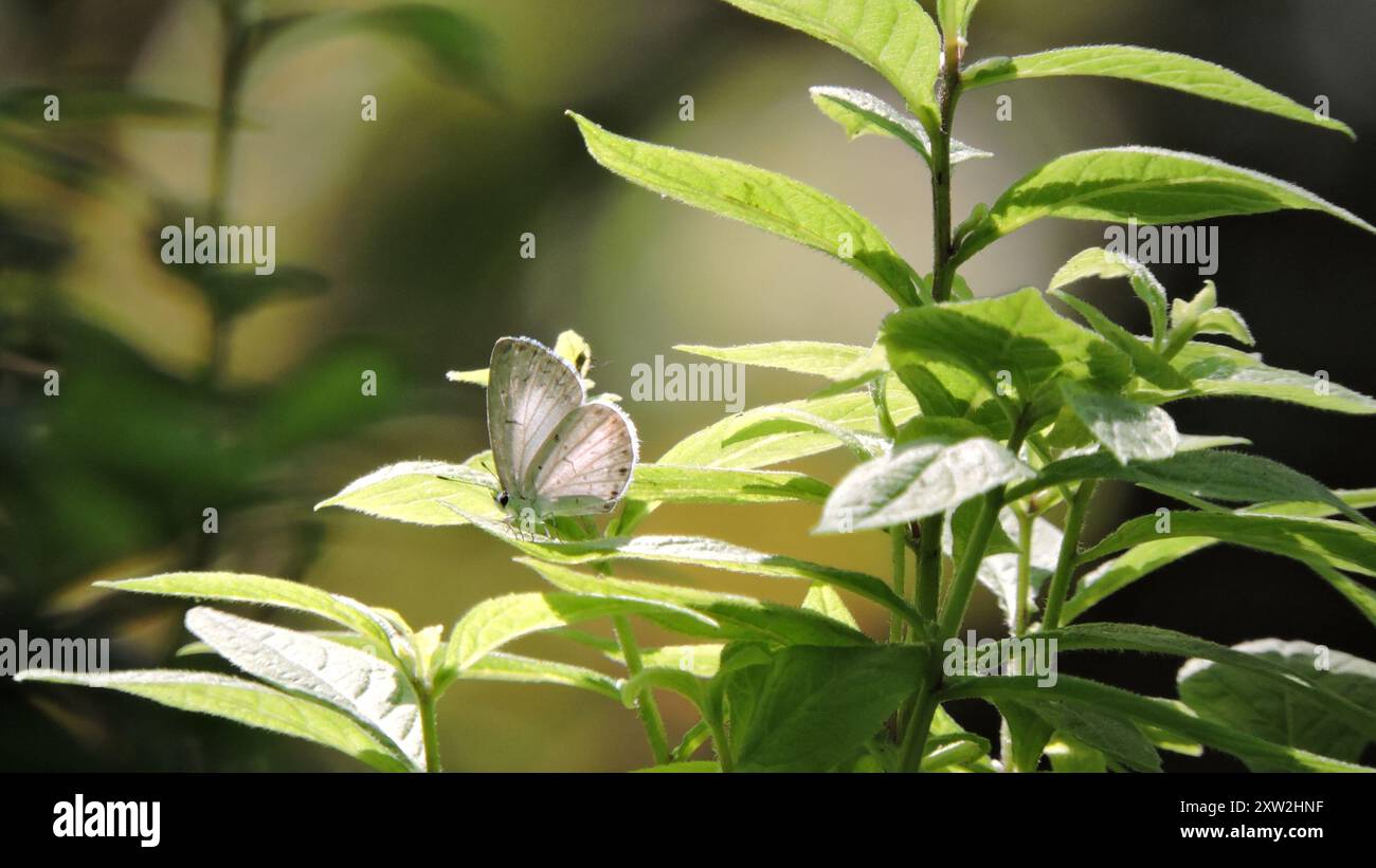 Summer Azure (Celastrina neglecta) Insecta Stock Photo - Alamy
