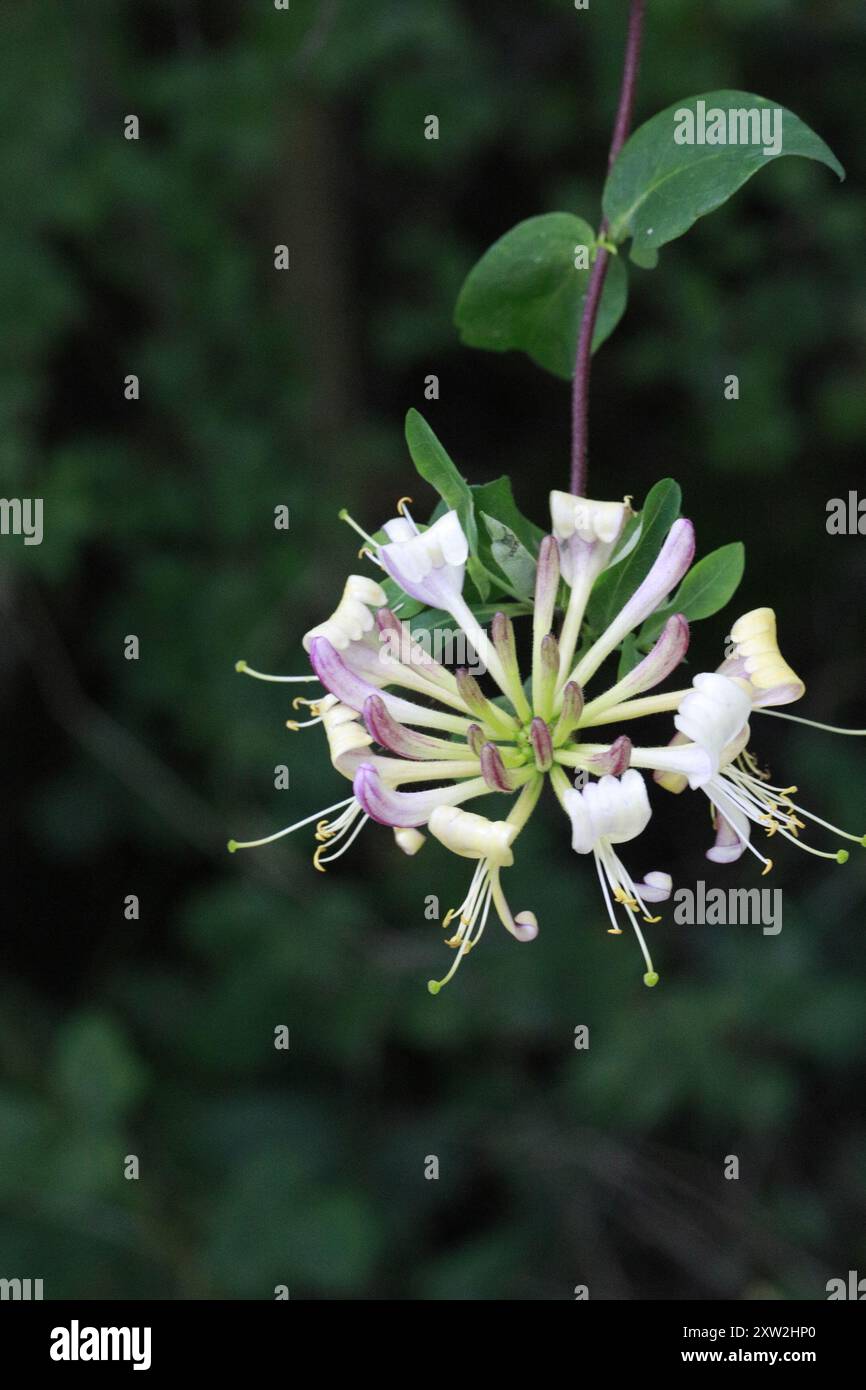 Common Honeysuckle (Lonicera periclymenum) Plantae Stock Photo - Alamy