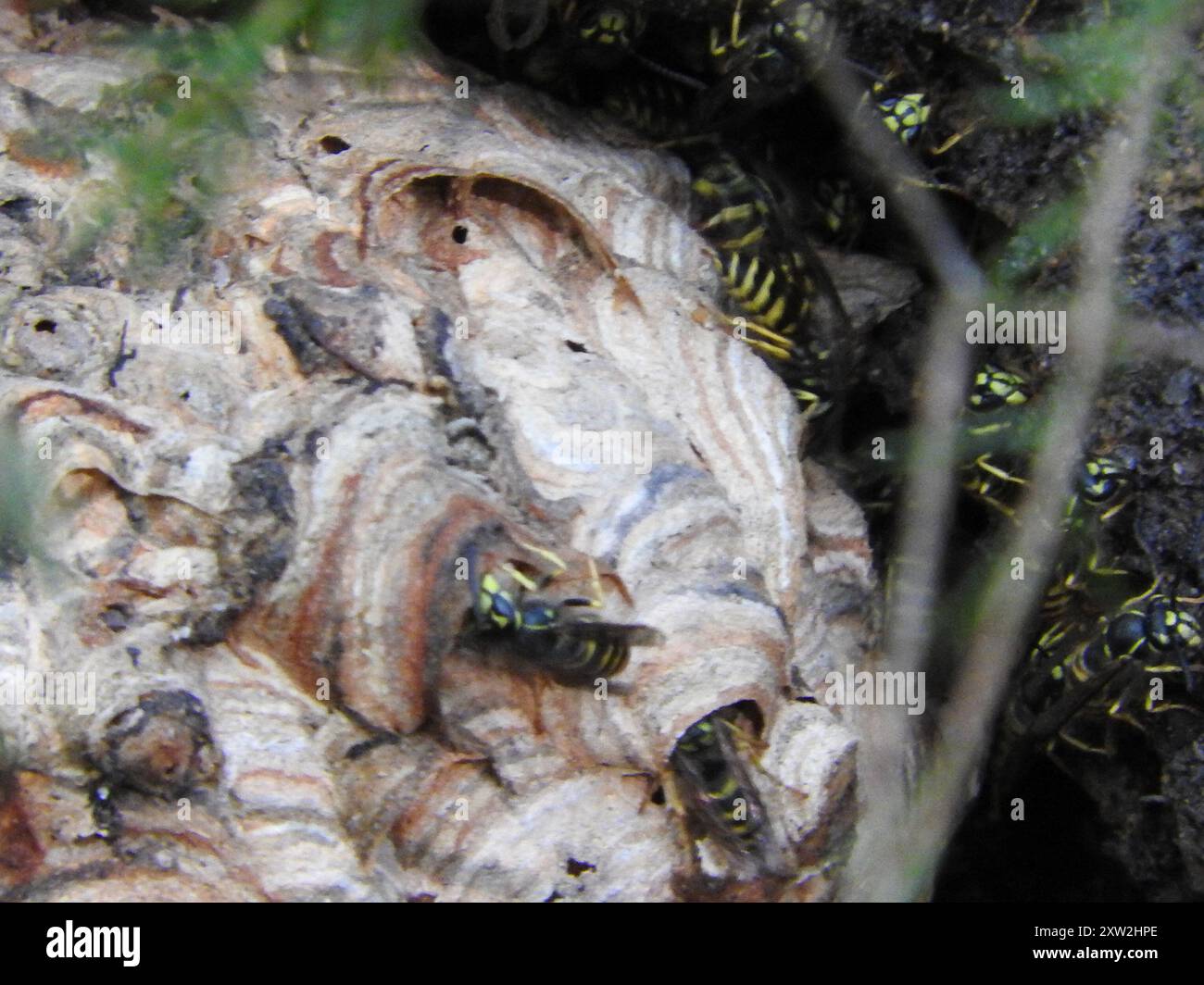 Alaska Yellowjacket (Vespula alascensis) Insecta Stock Photo - Alamy