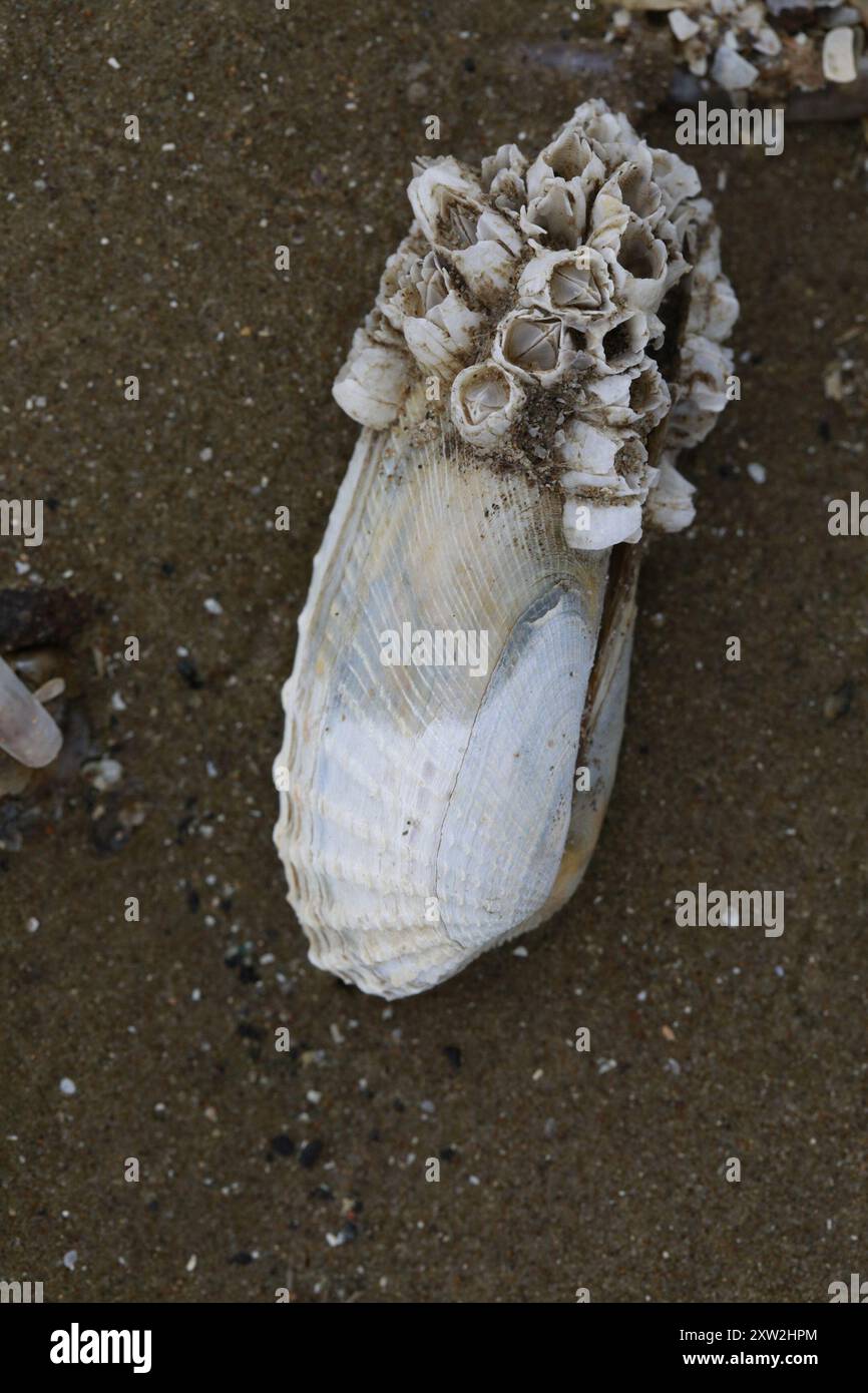 False Angelwing (Petricolaria pholadiformis) Mollusca Stock Photo - Alamy