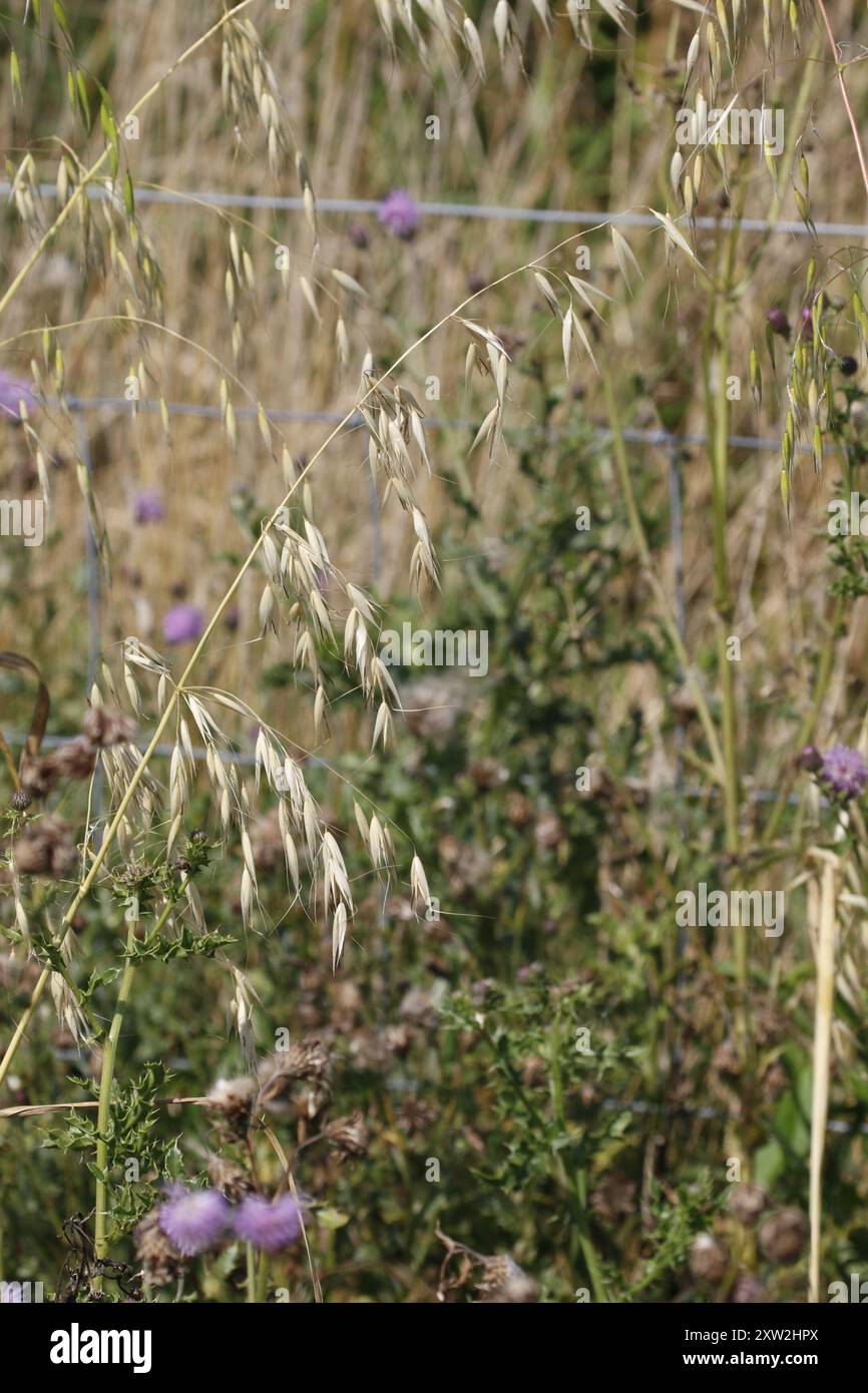 wild oat (Avena fatua) Plantae Stock Photo - Alamy