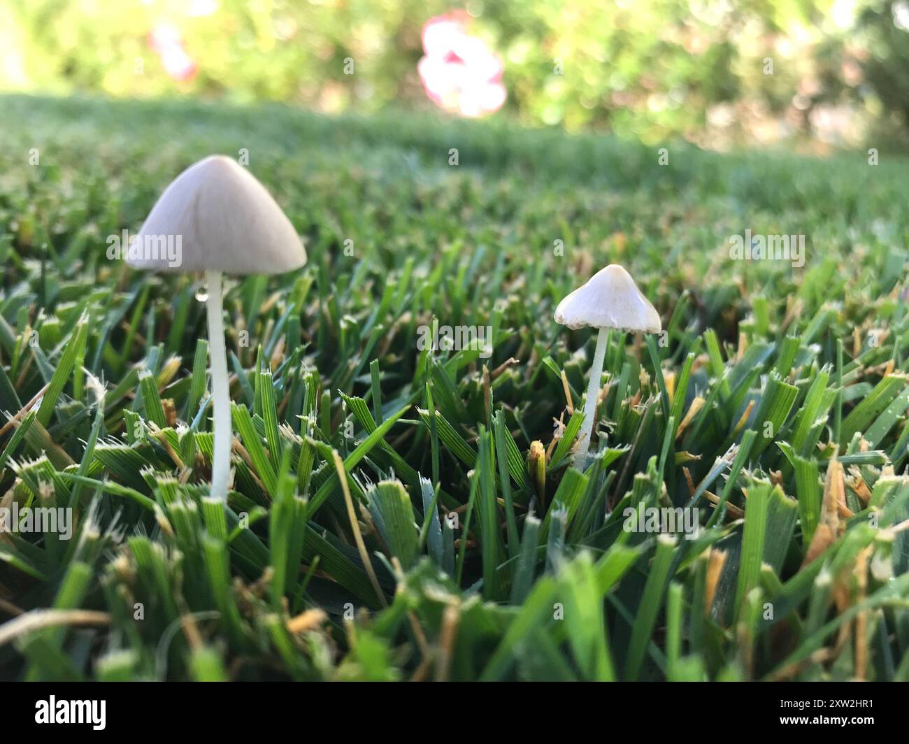 milky conecap (Conocybe apala) Fungi Stock Photo - Alamy