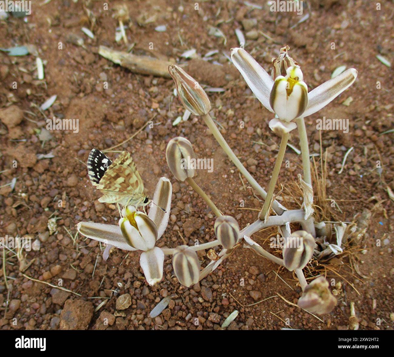 Mountain Sandman (Spialia spio) Insecta Stock Photo - Alamy