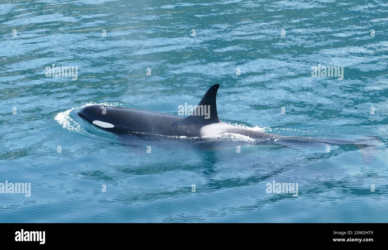Orca (Orcinus orca) Mammalia Stock Photo - Alamy