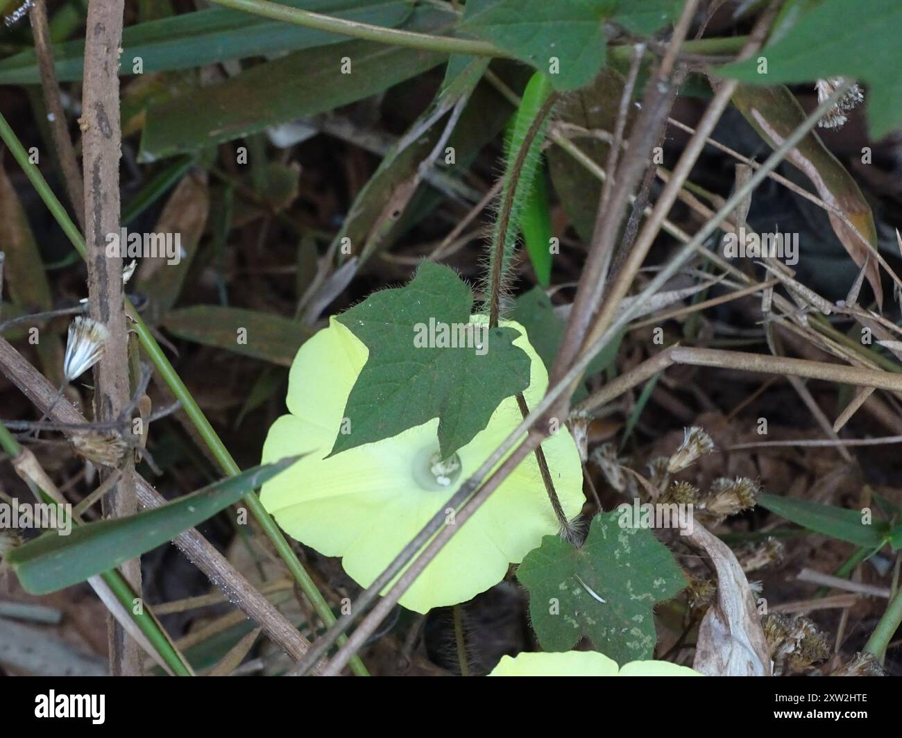 (Distimake vitifolius) Plantae Stock Photo - Alamy