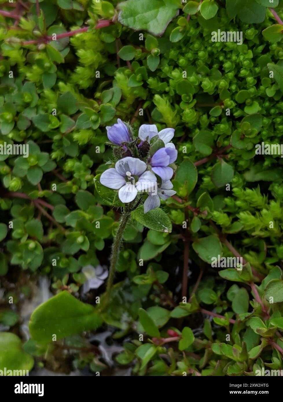 American alpine speedwell (Veronica wormskjoldii) Plantae Stock Photo ...