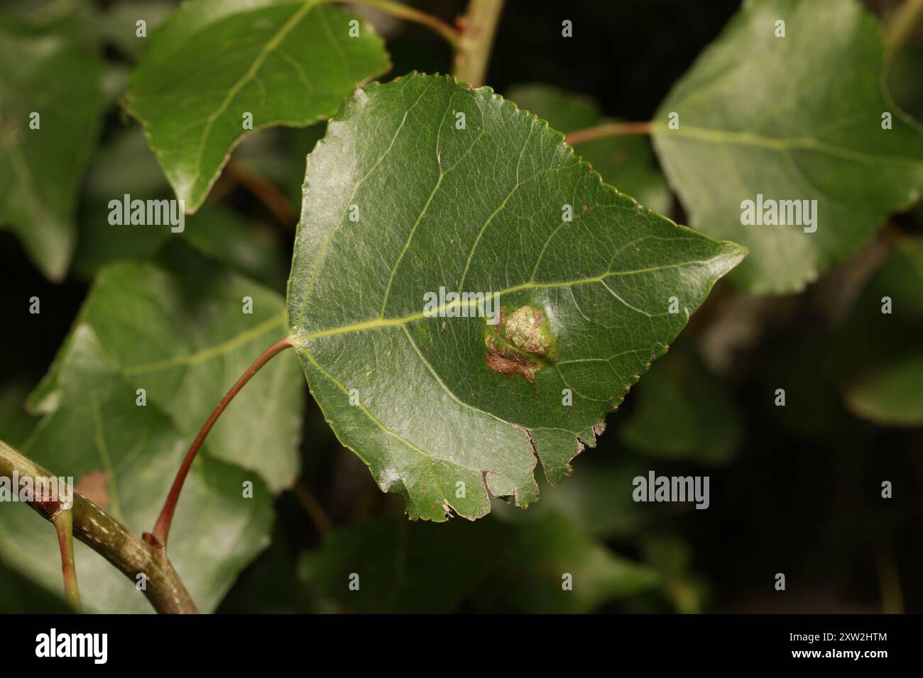 Poplar gall mite (Phyllocoptes populi) Arachnida Stock Photo - Alamy