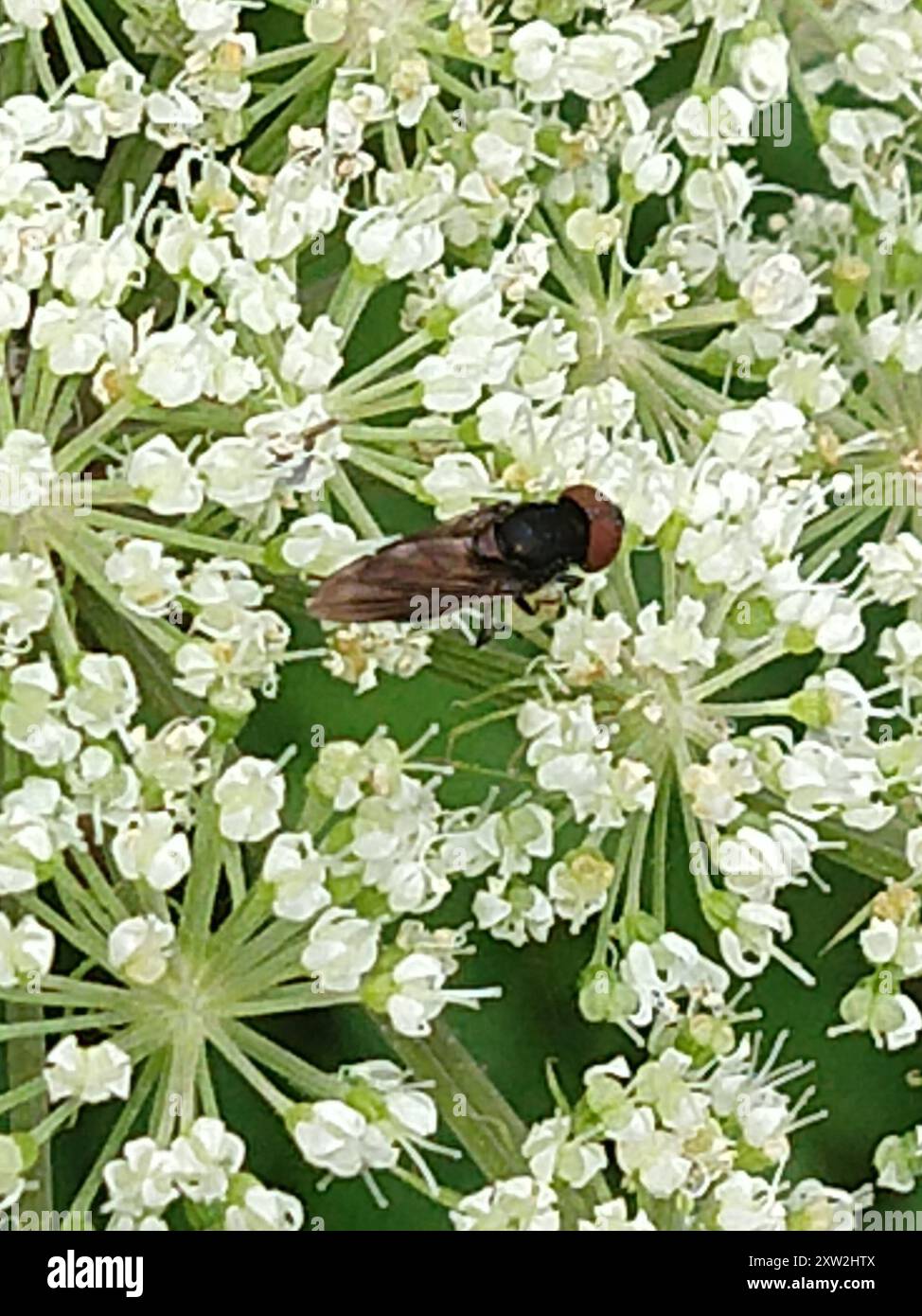 Dark-winged Chrysogaster (Chrysogaster solstitialis) Insecta Stock ...