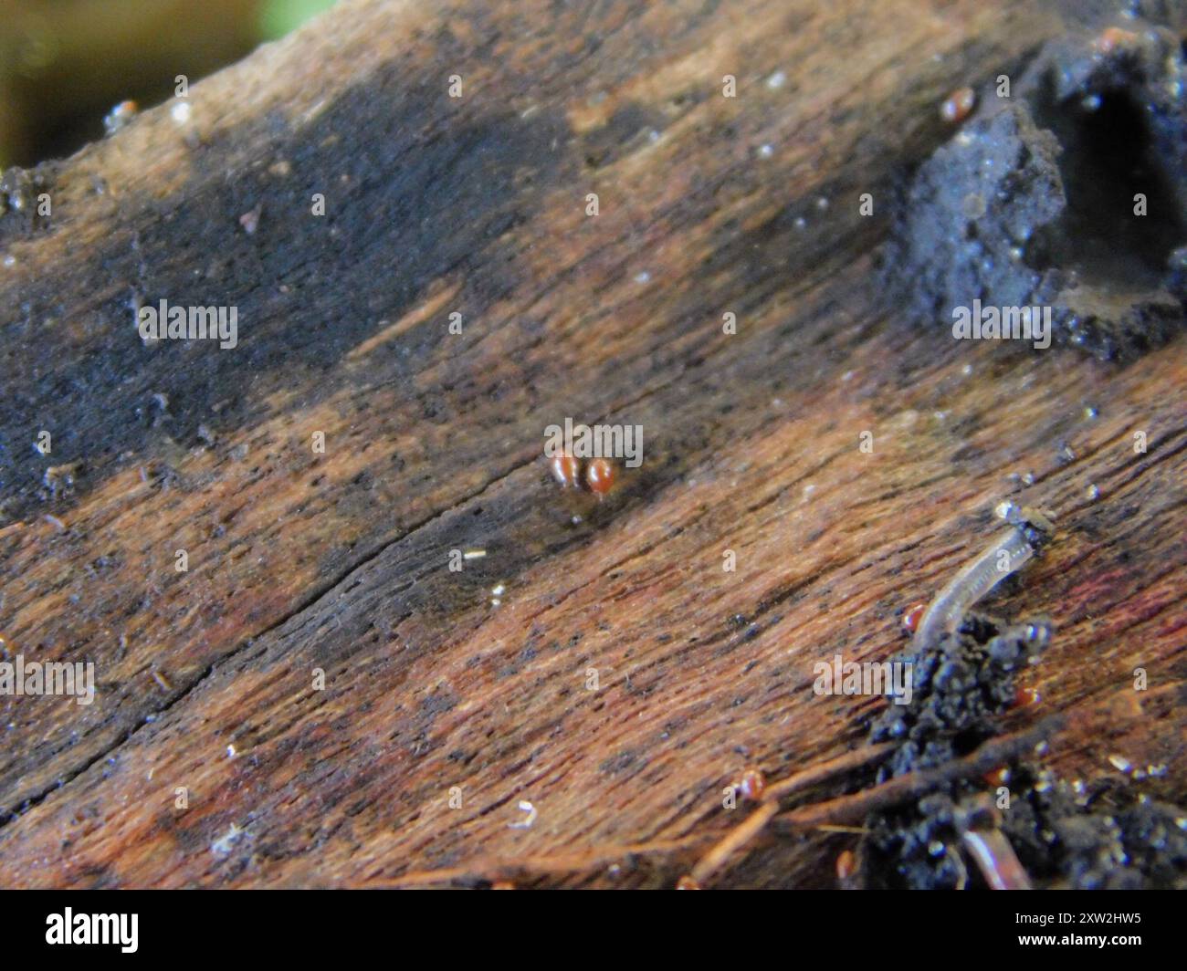Mesostigmata hi-res stock photography and images - Alamy
