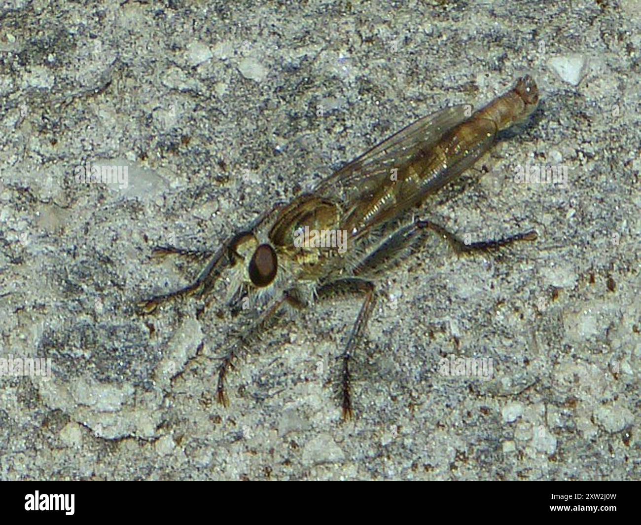 (Proctacanthella cacopiloga) Insecta Stock Photo - Alamy