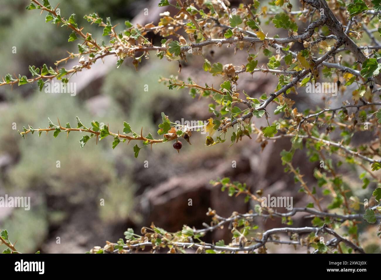 desert gooseberry (Ribes velutinum) Plantae Stock Photo - Alamy
